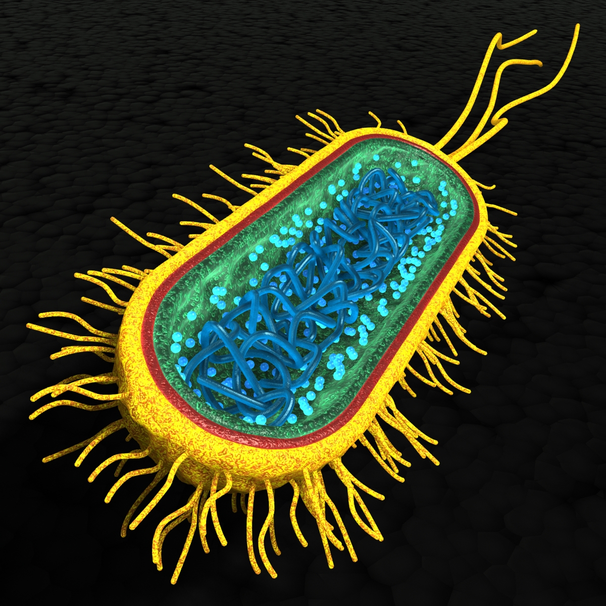 Bacterial Cell 3d Model bacterial-cell-3d-model