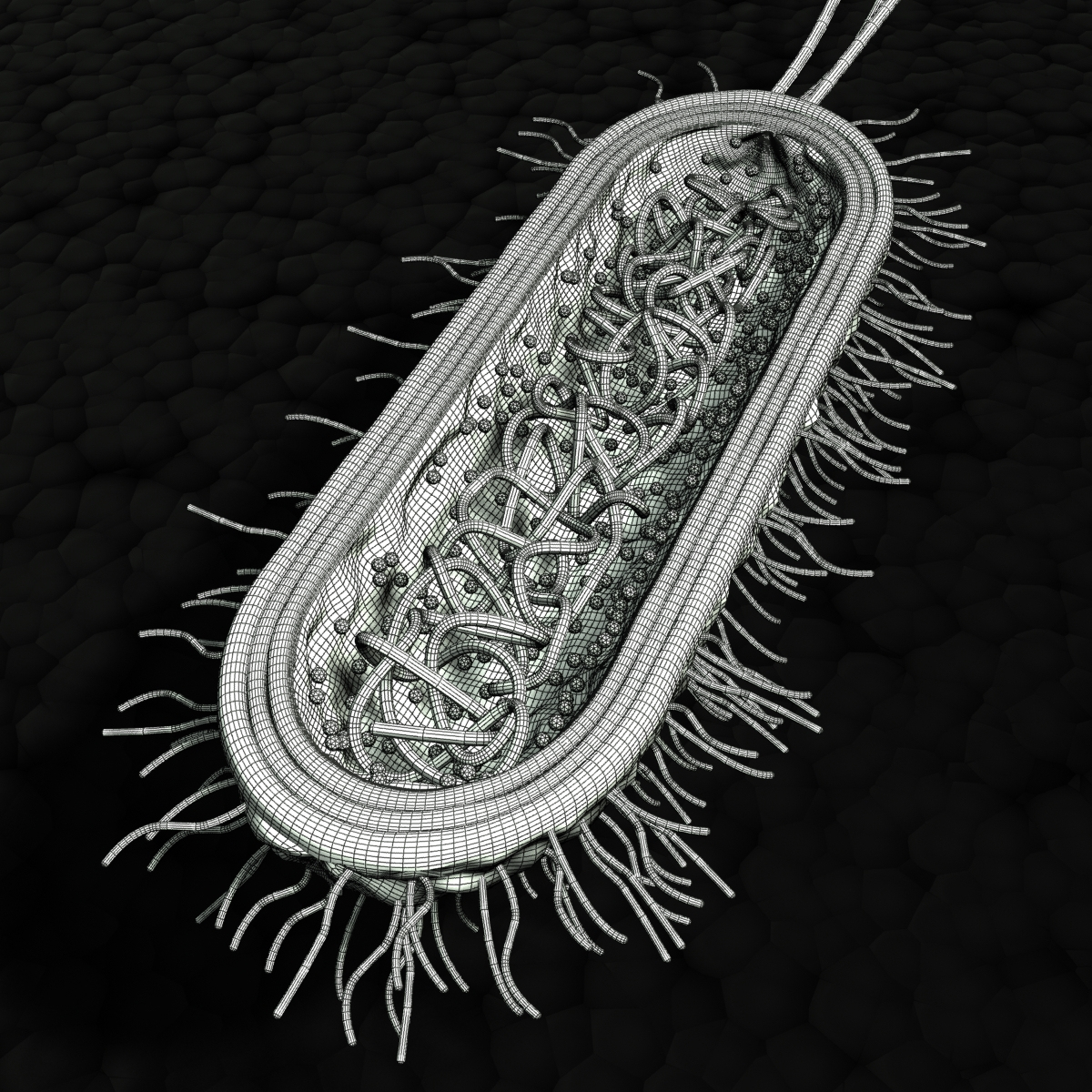 bacterial cell 3d model