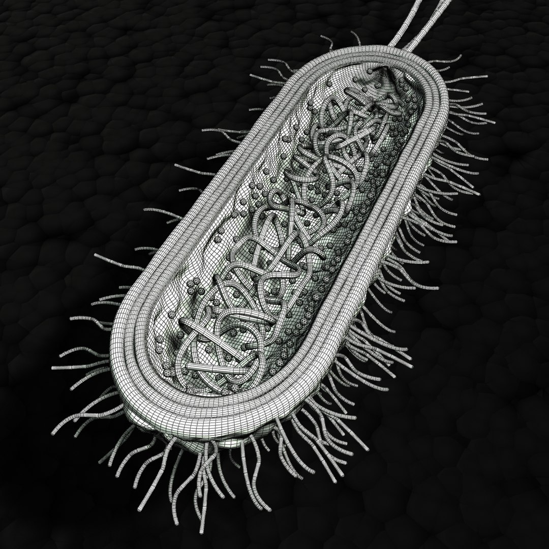 Bacterial Cell 3d Model