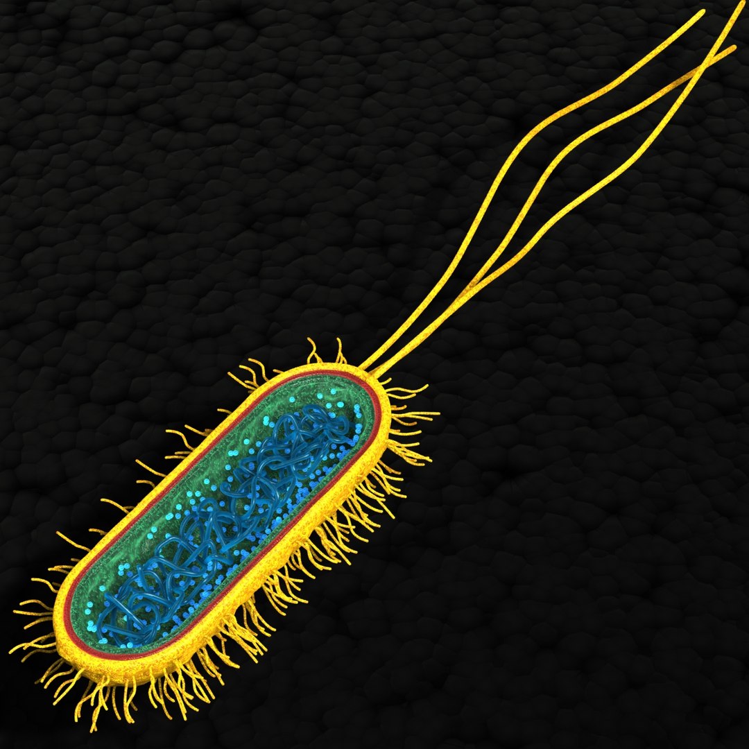 bacterial cell structure 3d