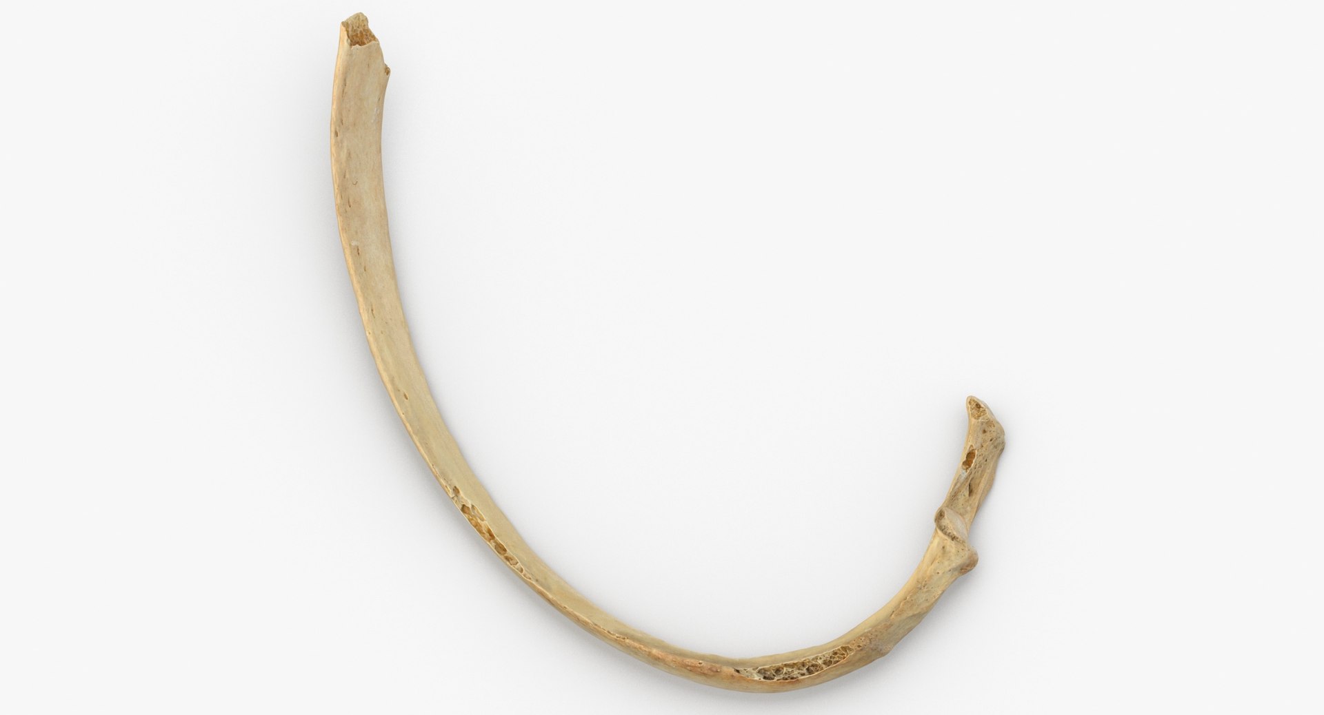 3D Human Female Ribs Sternum Spine And Pelvis Bones Collection Yellow ...