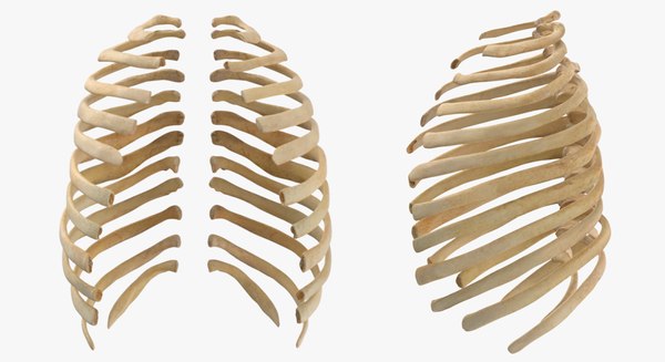 modelo 3d Costillas femeninas humanas Esternón Columna vertebral y ...