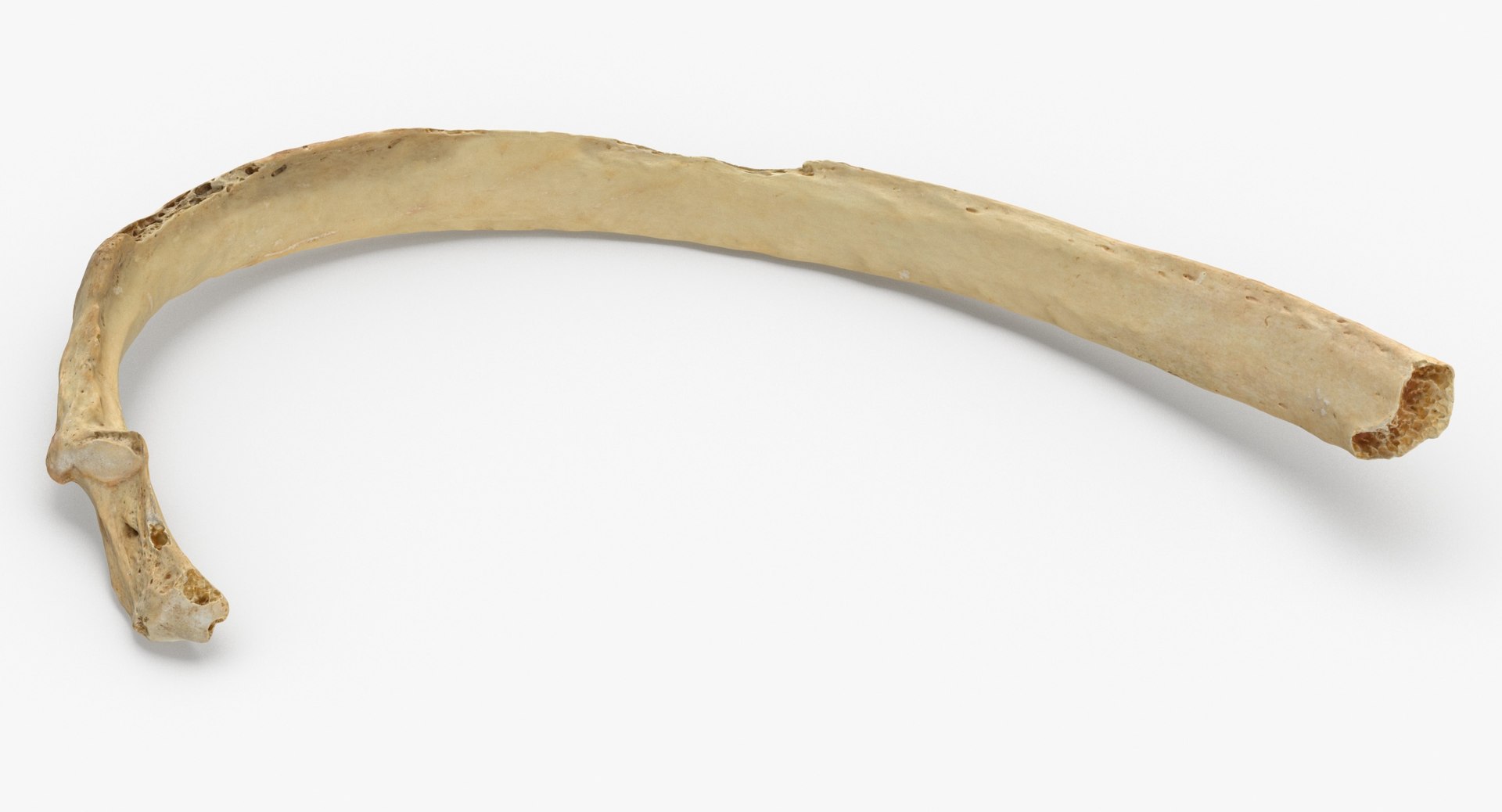 3D Human Female Ribs Sternum Spine And Pelvis Bones Collection Yellow ...