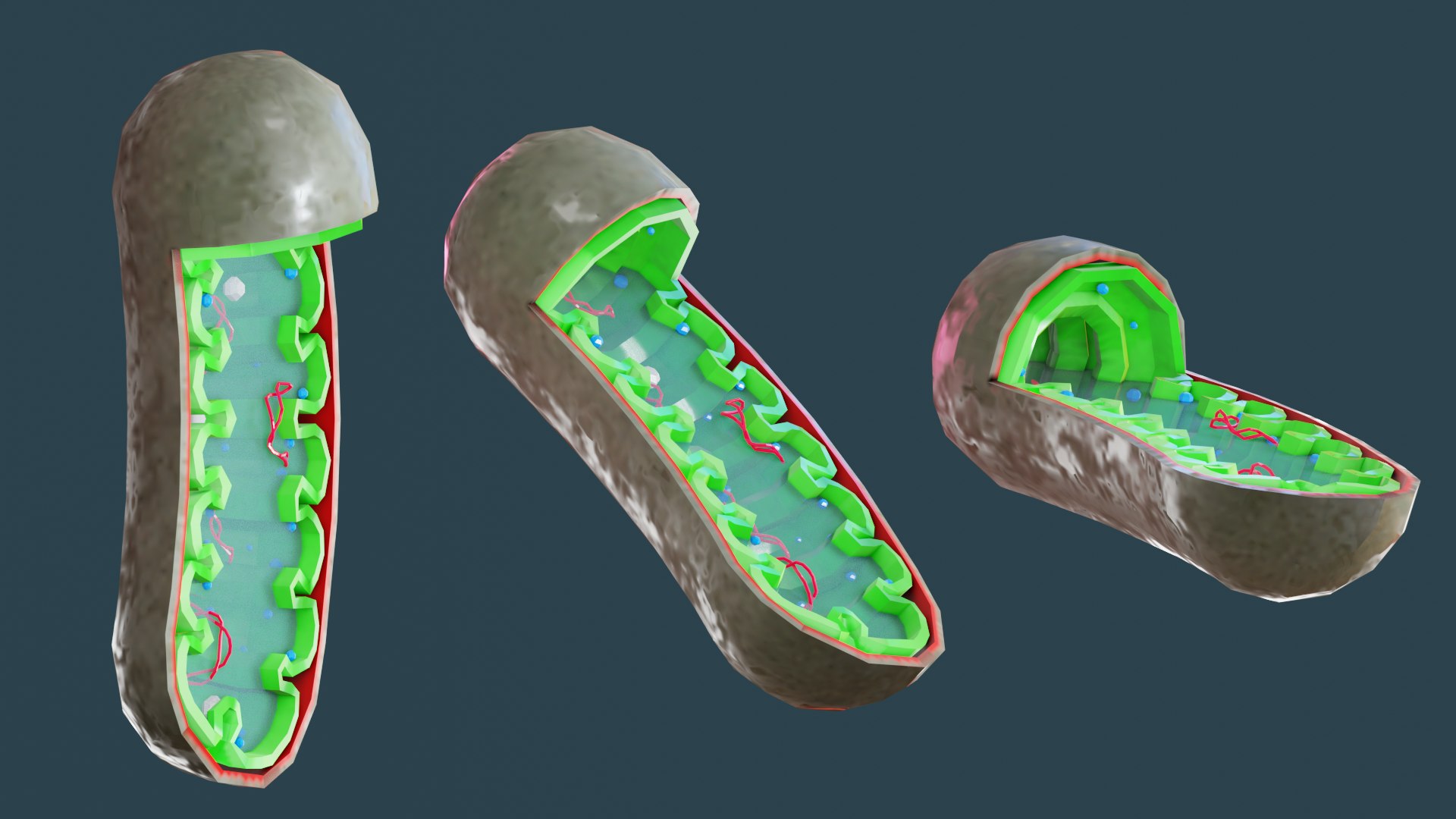 MITOCHONDRIA Low-poly 3D Model 3D Model - TurboSquid 2129359