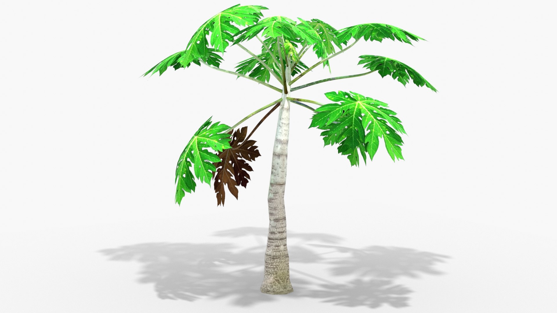 Papaya Plant Model - TurboSquid 1857441