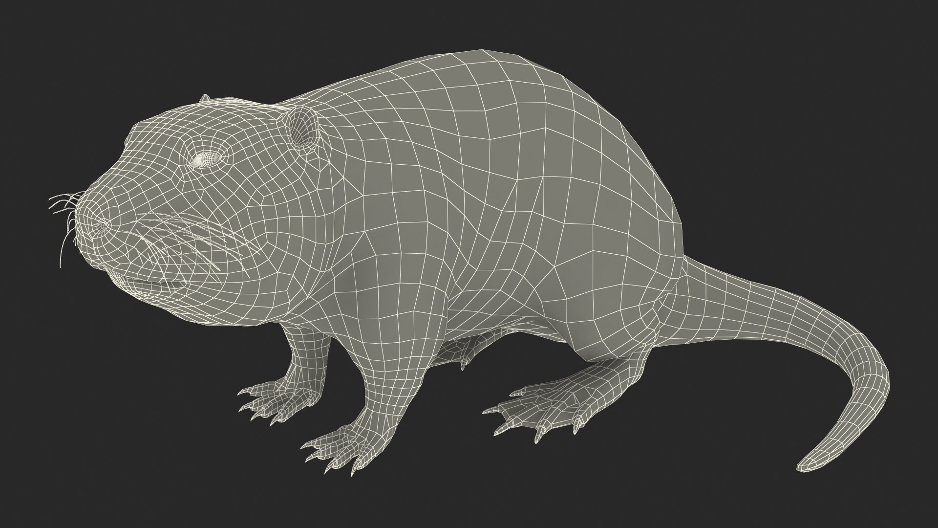 Nutria In A Sitting Pose 3D Model - TurboSquid 2181321