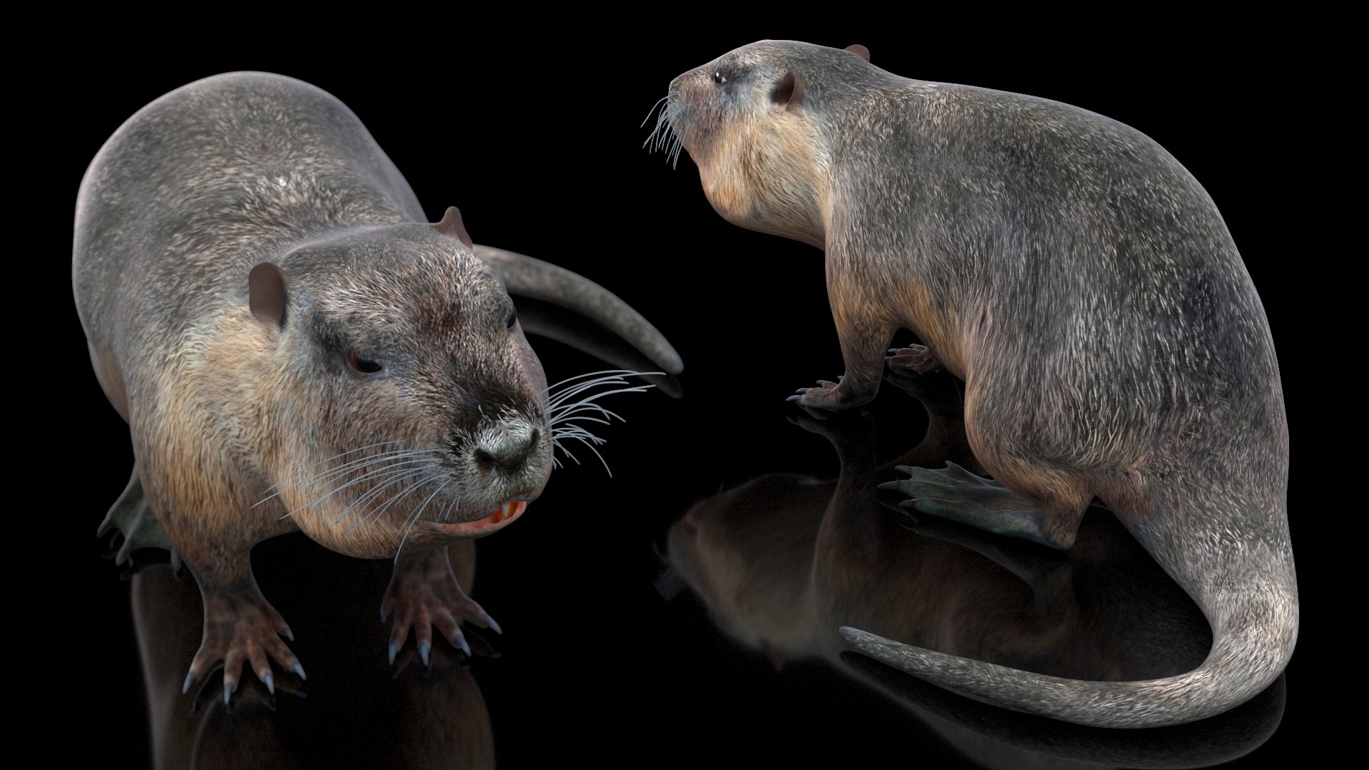 Nutria in a Sitting Pose 3D model - TurboSquid 2181321
