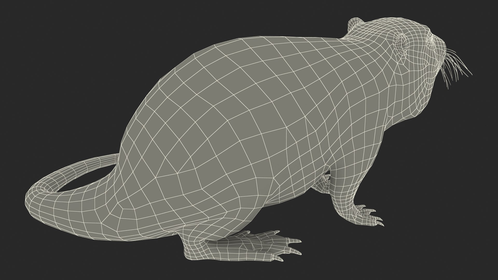 Nutria In A Sitting Pose 3D Model - TurboSquid 2181321