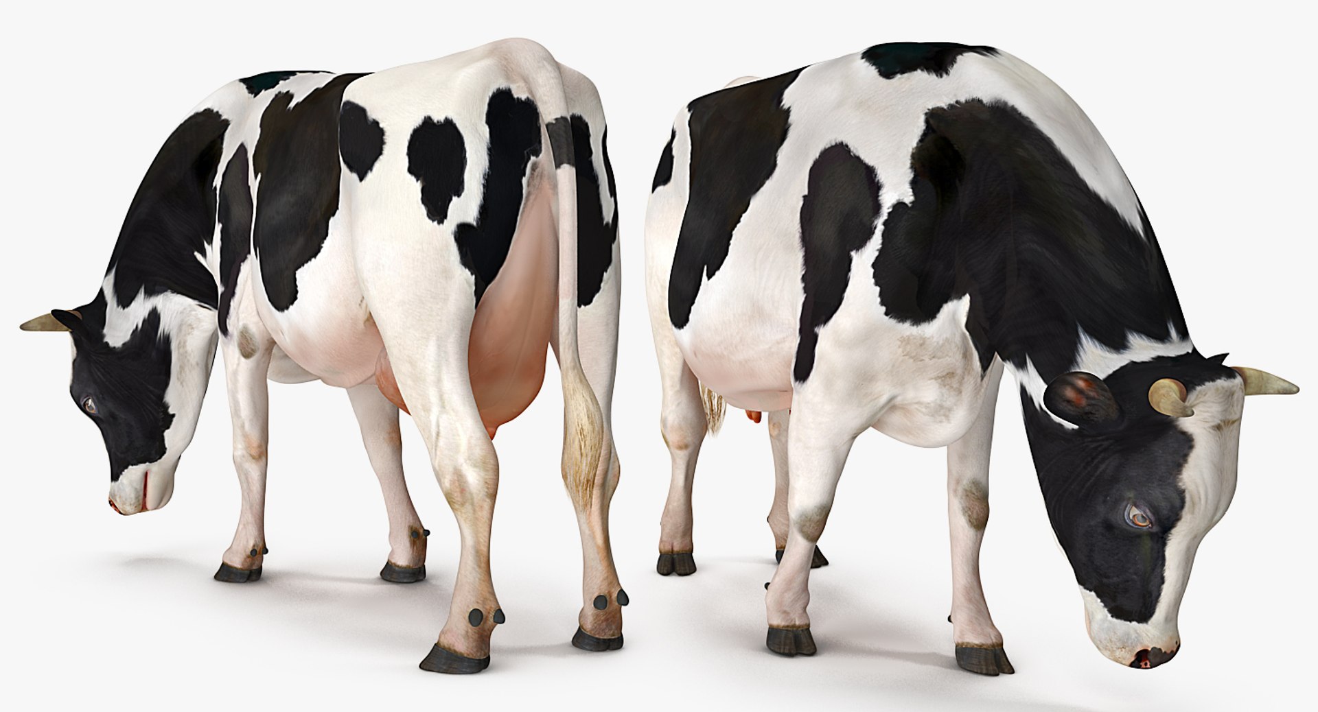 Dairy Cow Eating Pose 3D - TurboSquid 1249214
