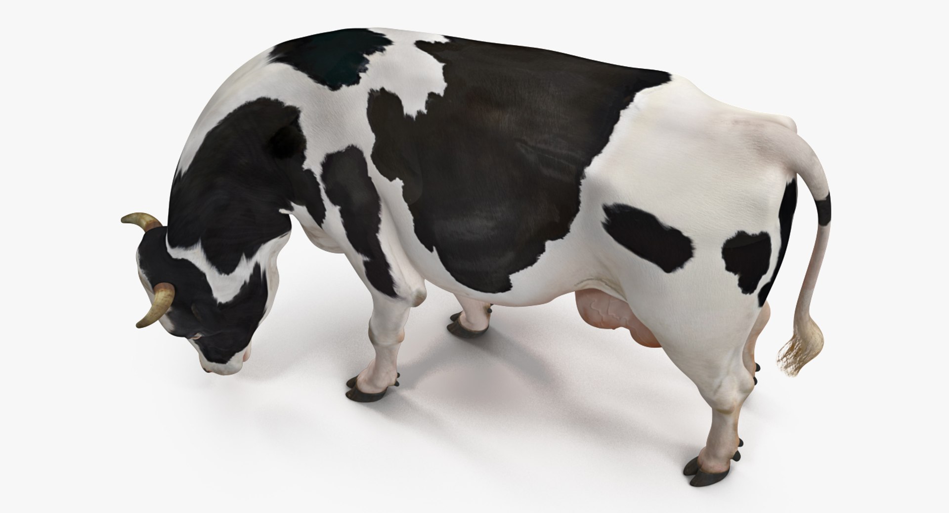 Dairy Cow Eating Pose 3D - TurboSquid 1249214