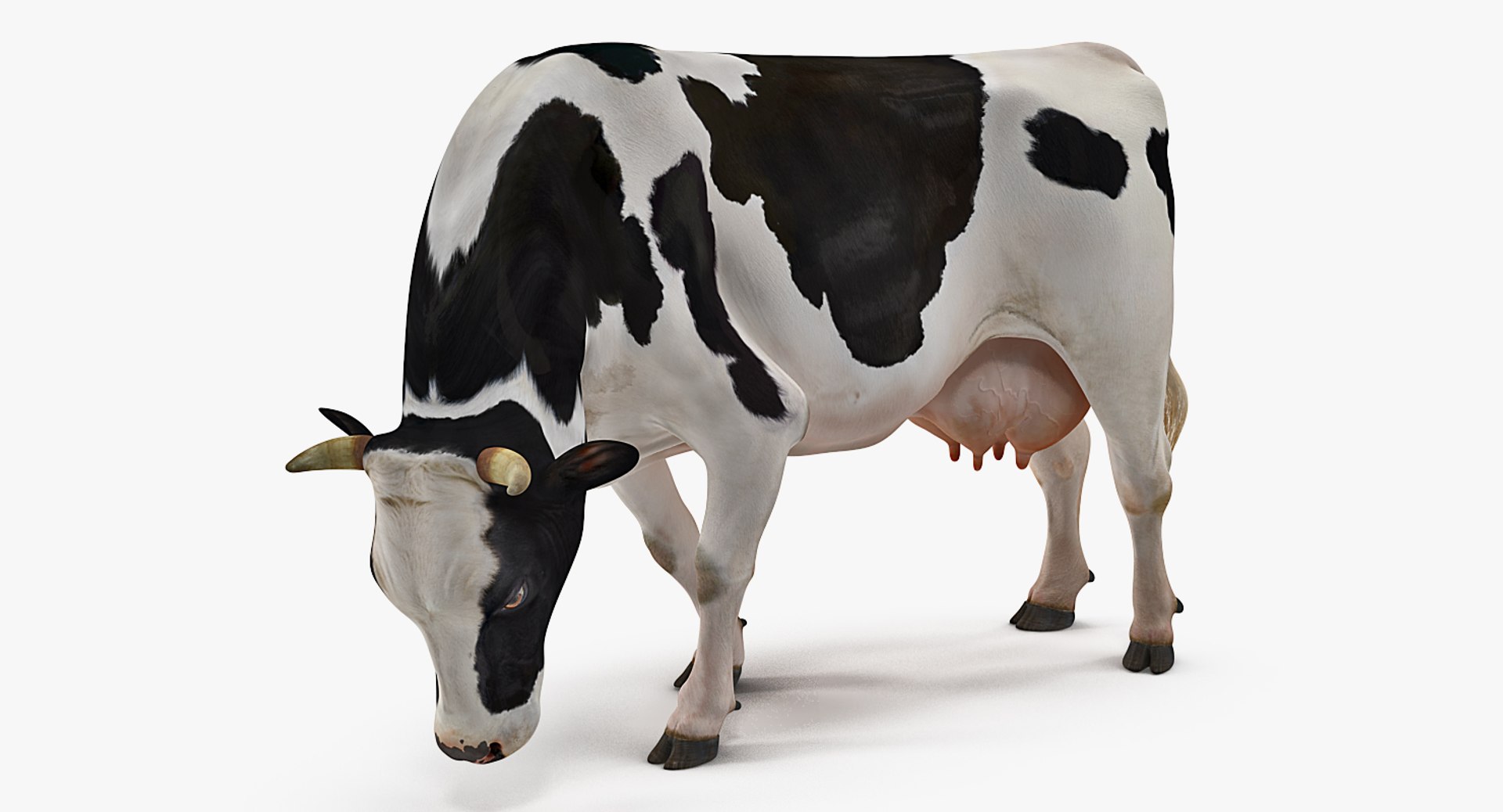 Dairy Cow Eating Pose 3D - TurboSquid 1249214