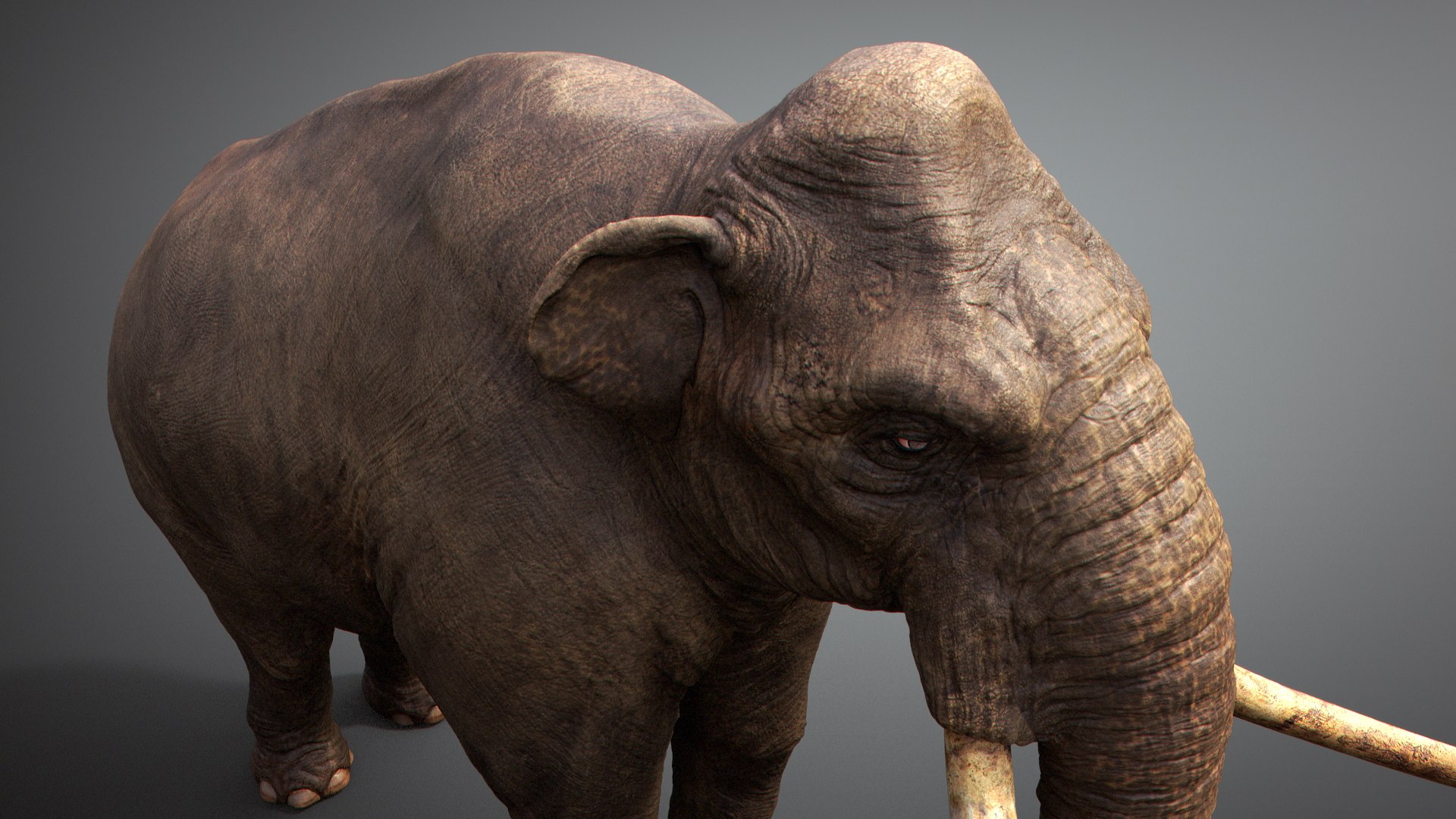 mammoth tusks 3d obj