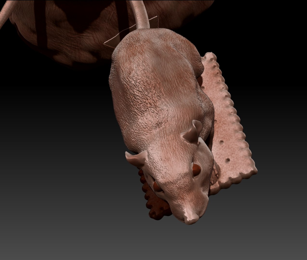 Cat Door Knocker Model - TurboSquid 2054039
