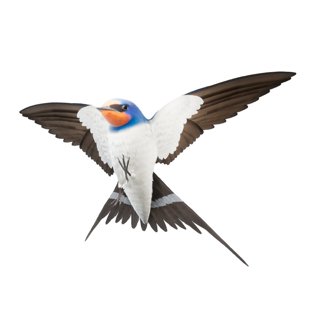 3D model realistic barn swallow hirundo - TurboSquid 1420253