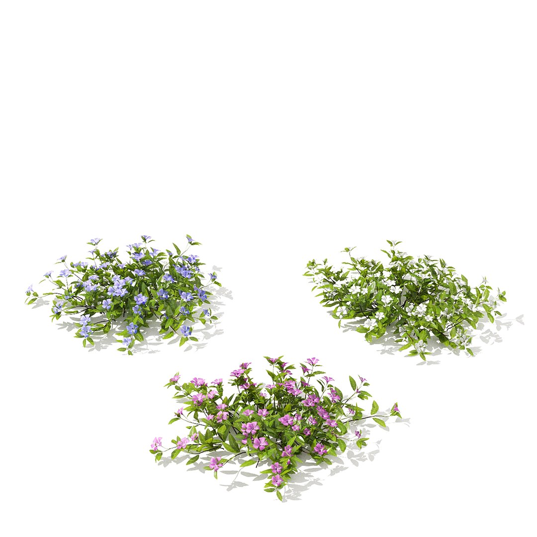 Vinca Minor Flower 3D Model - TurboSquid 2295287