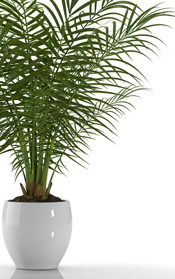 3d Parlor Palm Plant
