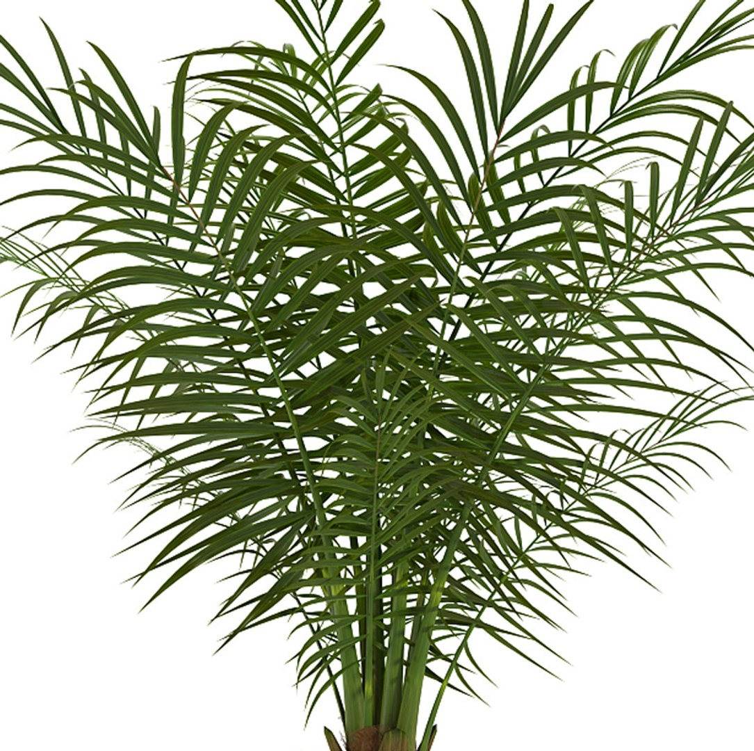 3d Parlor Palm Plant