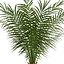 3d parlor palm plant
