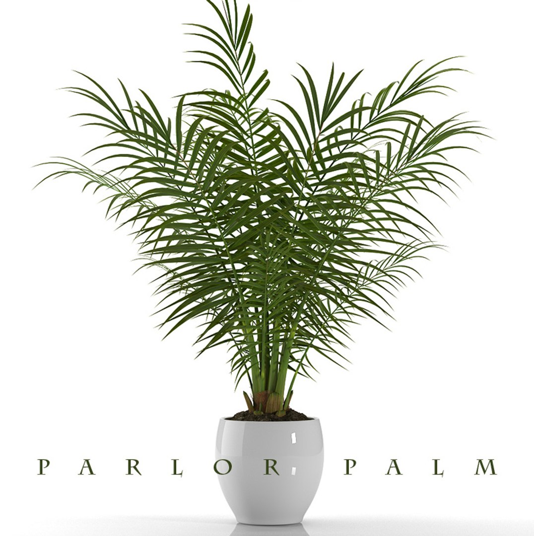 3d Parlor Palm Plant