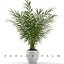 3d parlor palm plant