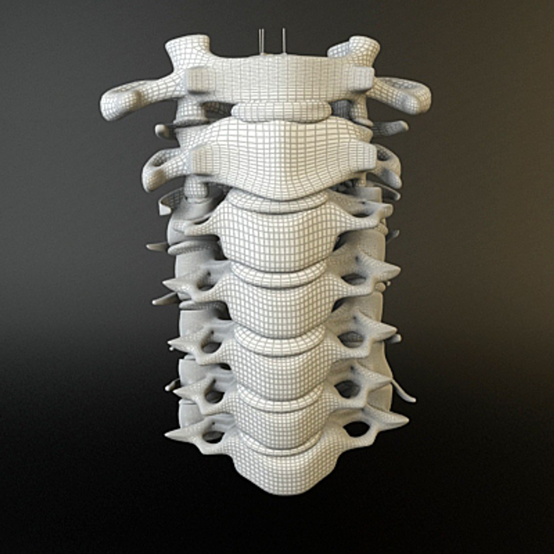 Cervical Bones Max
