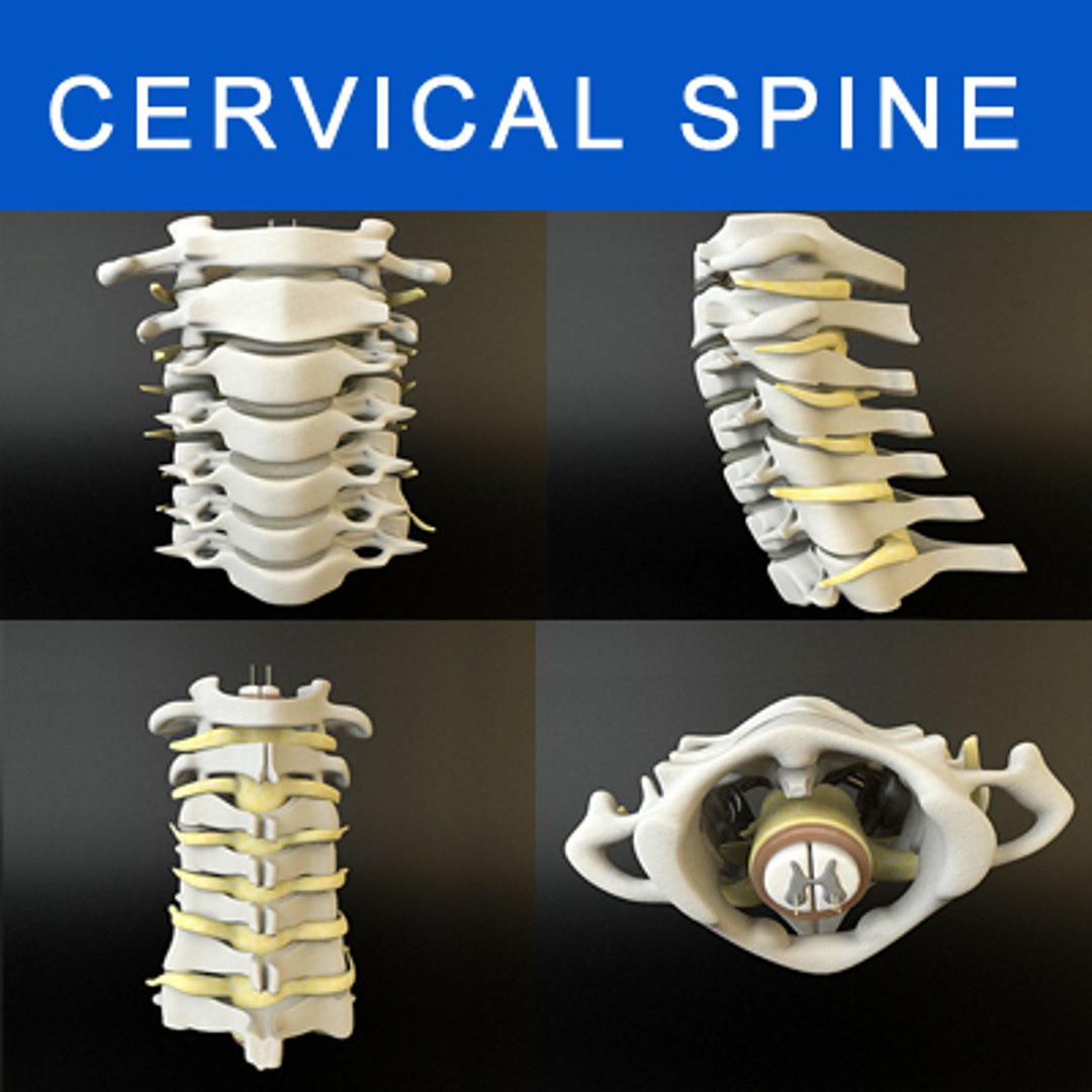 Cervical Bones Max