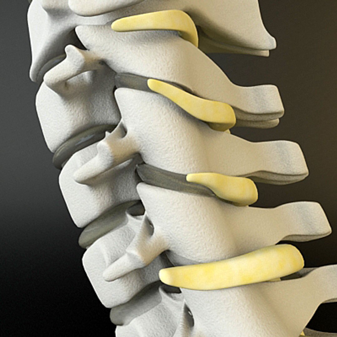 Cervical Bones Max