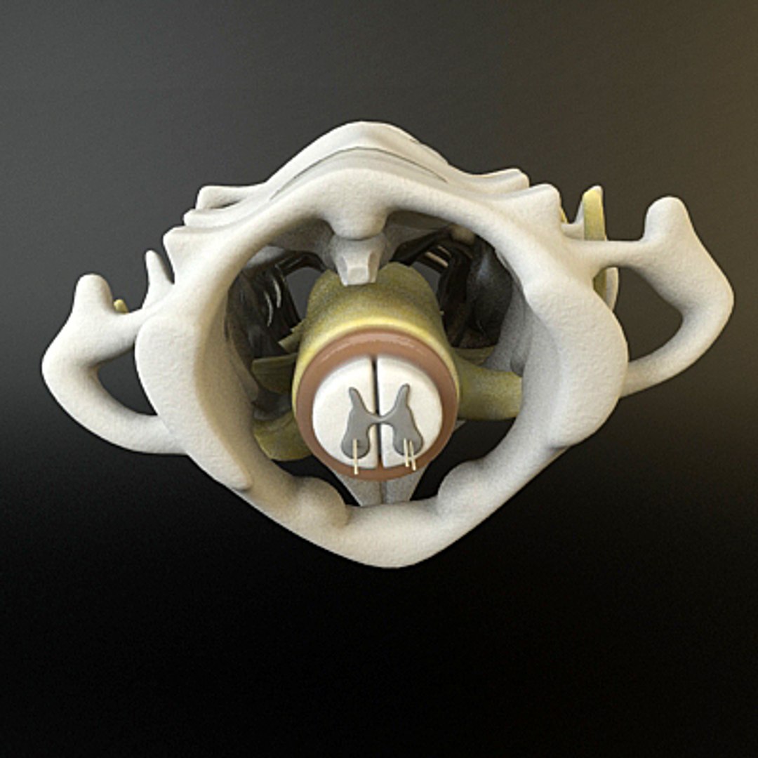 Cervical Bones Max