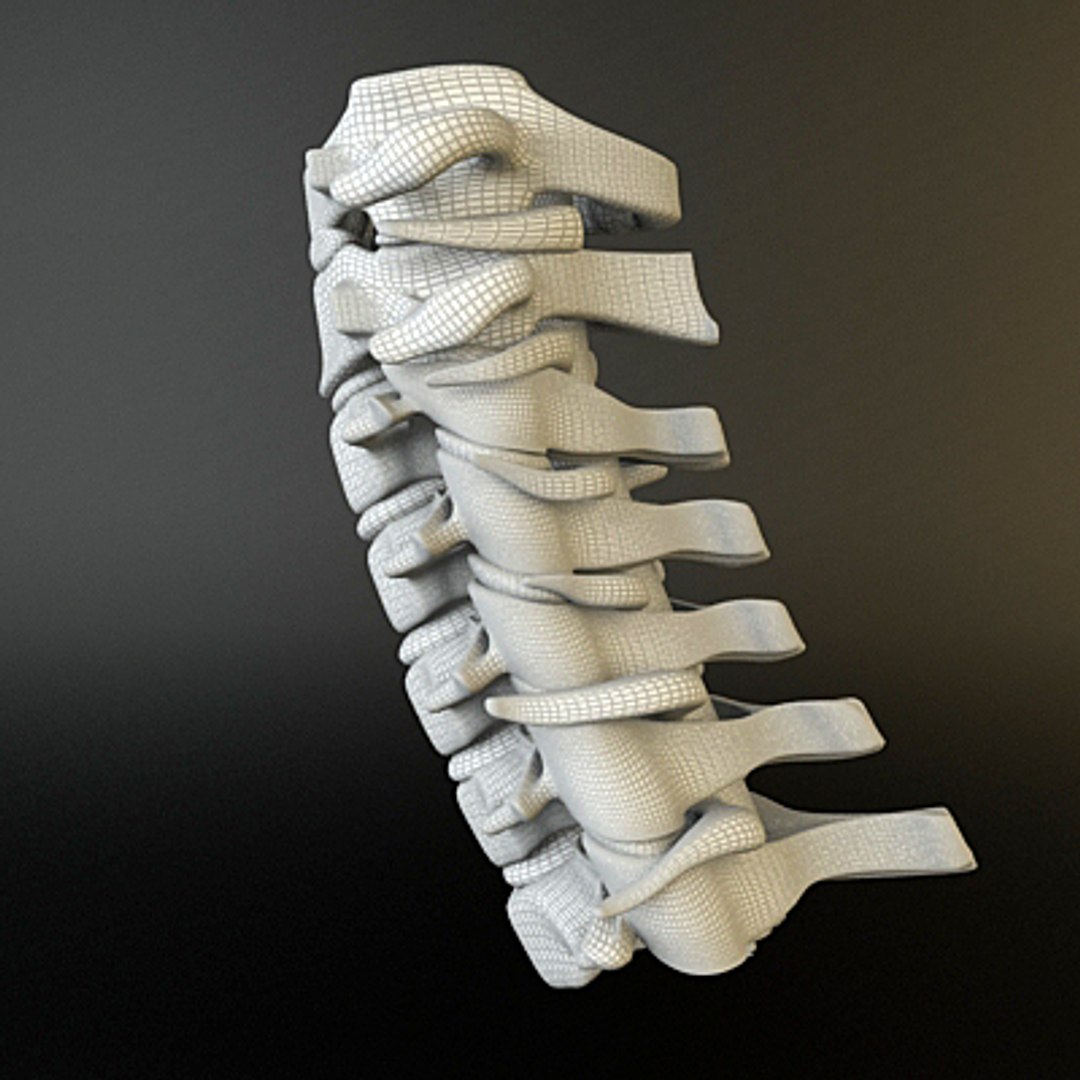 Cervical Bones Max