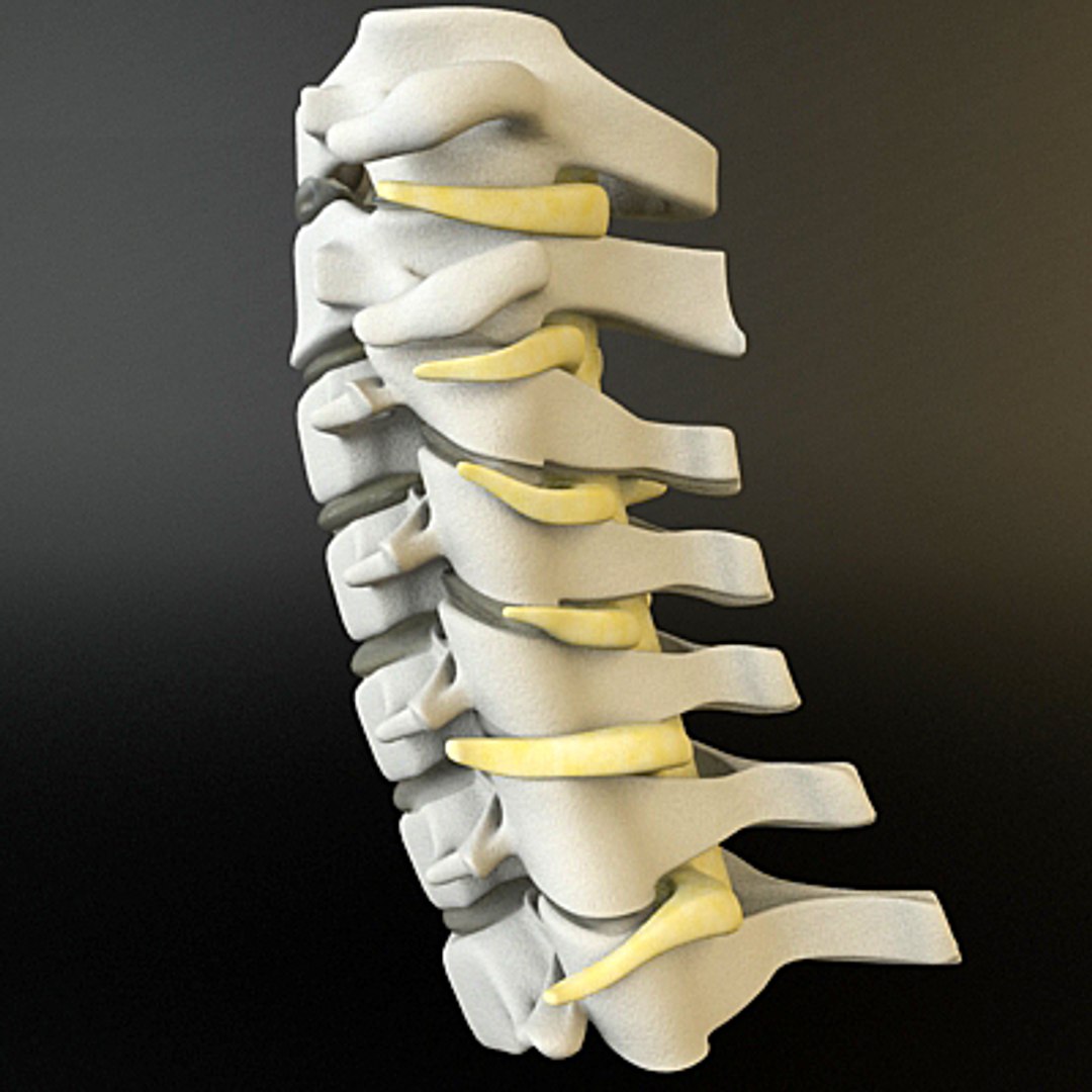 Cervical Bones Max