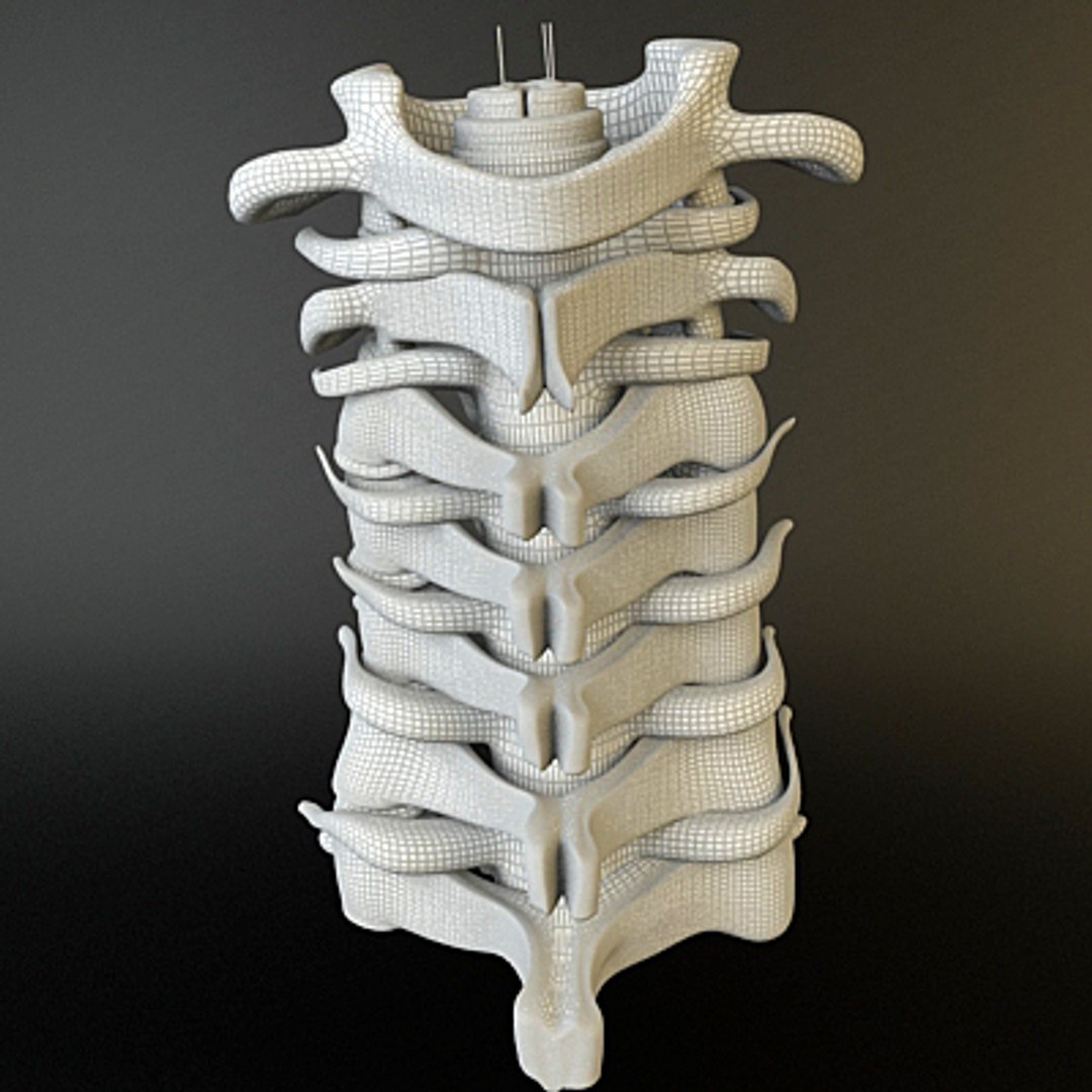 Cervical Bones Max