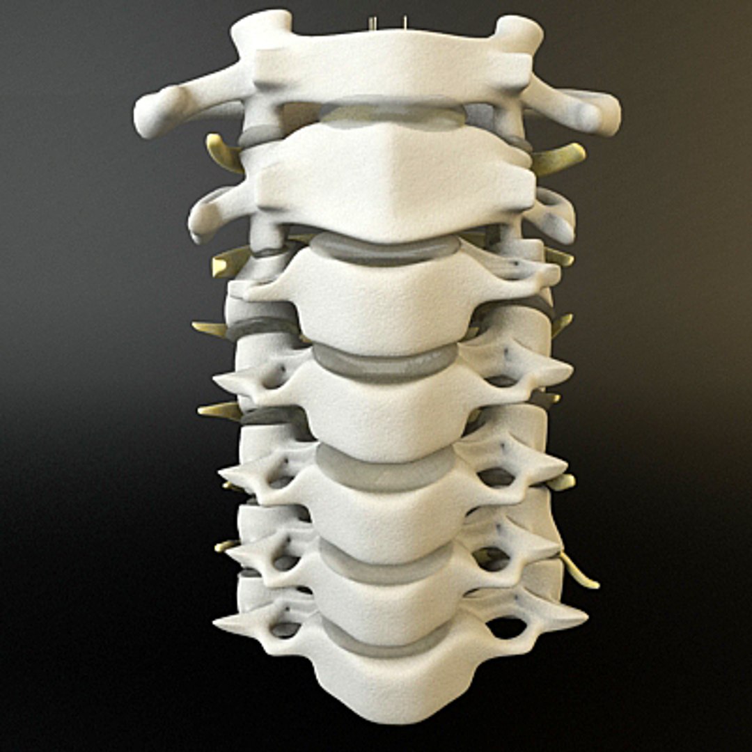 Cervical Bones Max