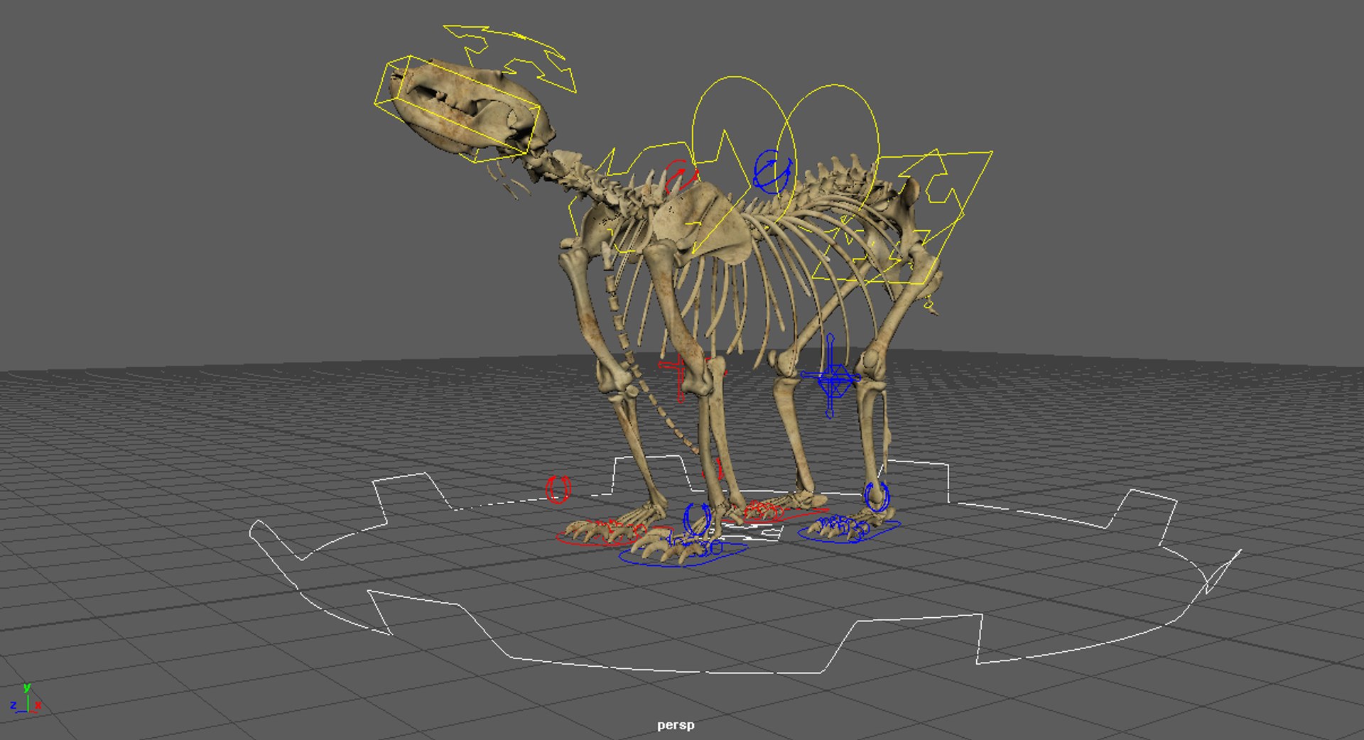 3D Realistic Bear Skeleton Rigging - TurboSquid 1410920