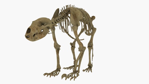 modelo 3d Esqueleto de oso realista aparejado - TurboSquid 1410920