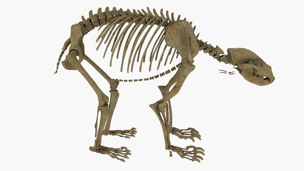 modelo 3d Esqueleto de oso realista aparejado - TurboSquid 1410920