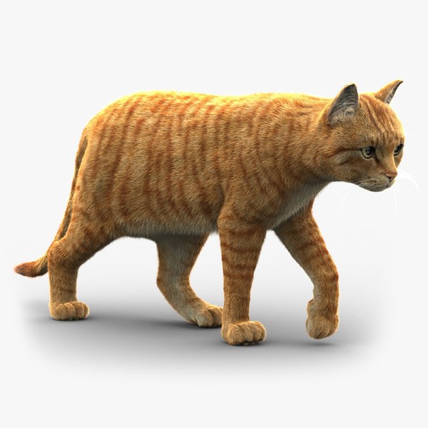 Cat 3D Models for Download | TurboSquid