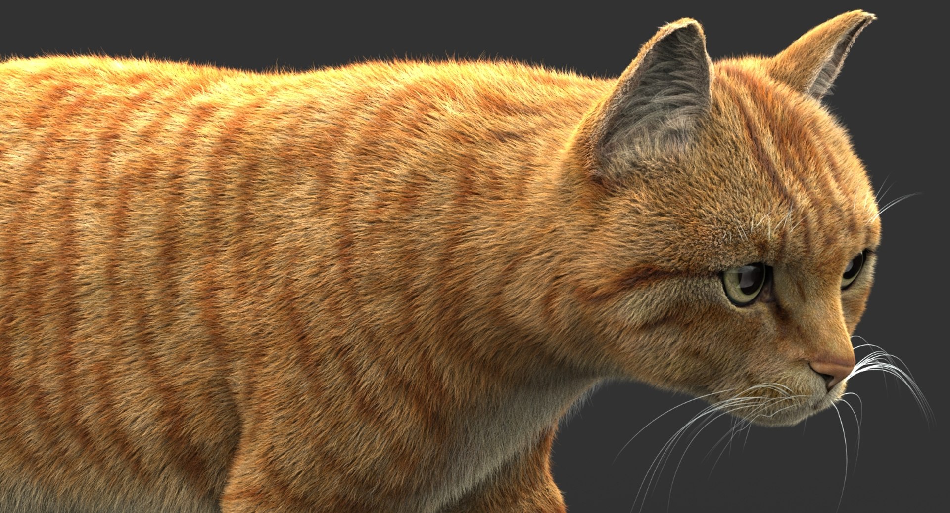 Cat Fur 2 Model - TurboSquid 1288329