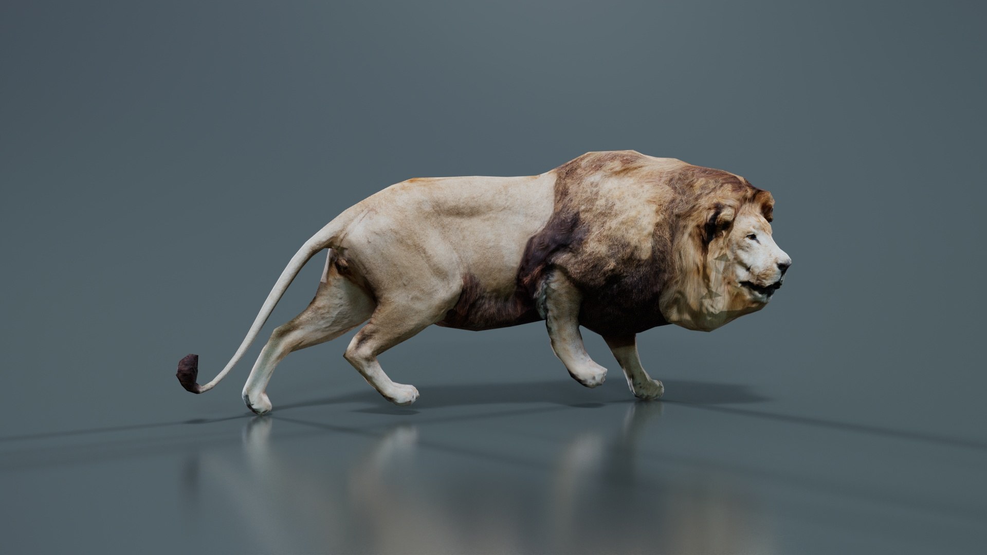 3D Lion Remastered - TurboSquid 2359815