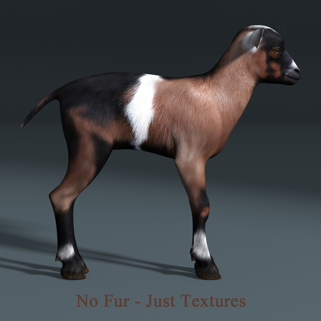 max baby goat fur