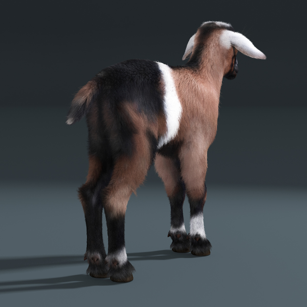 max baby goat fur