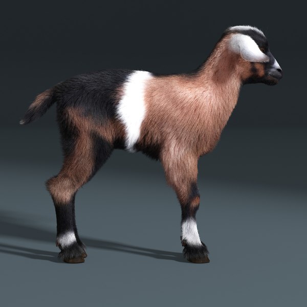 max baby goat fur