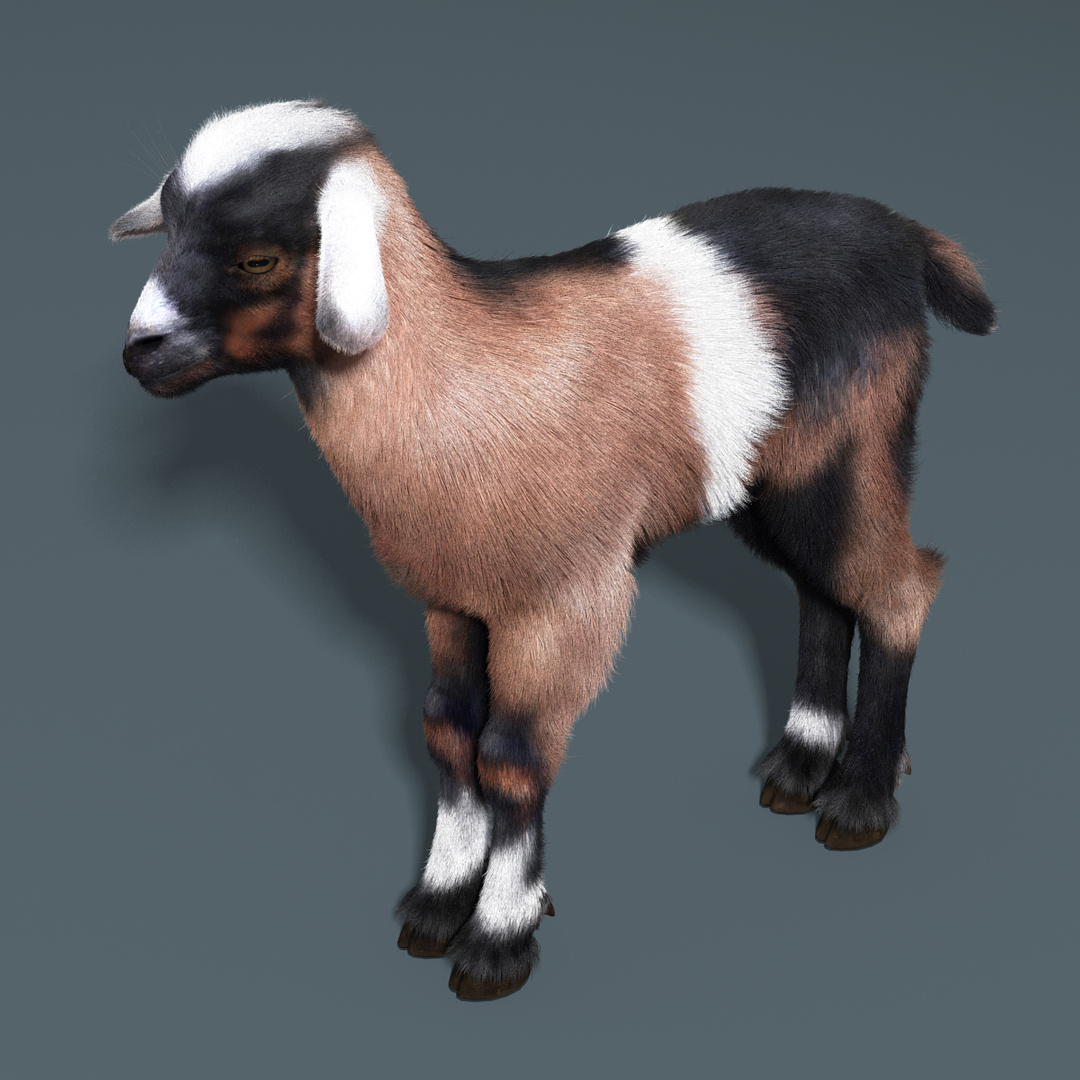 max baby goat fur