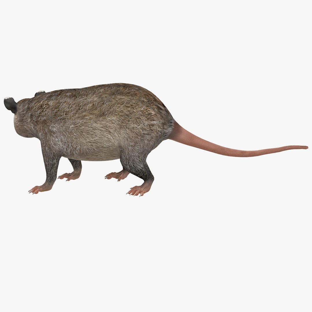 Possum Pose 3d Model