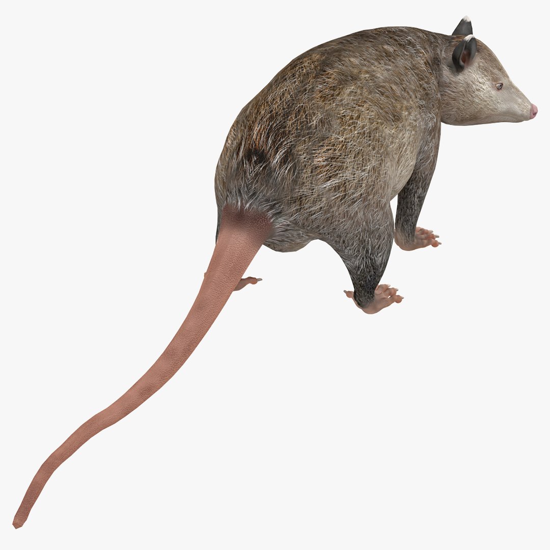 Possum Pose 3d Model