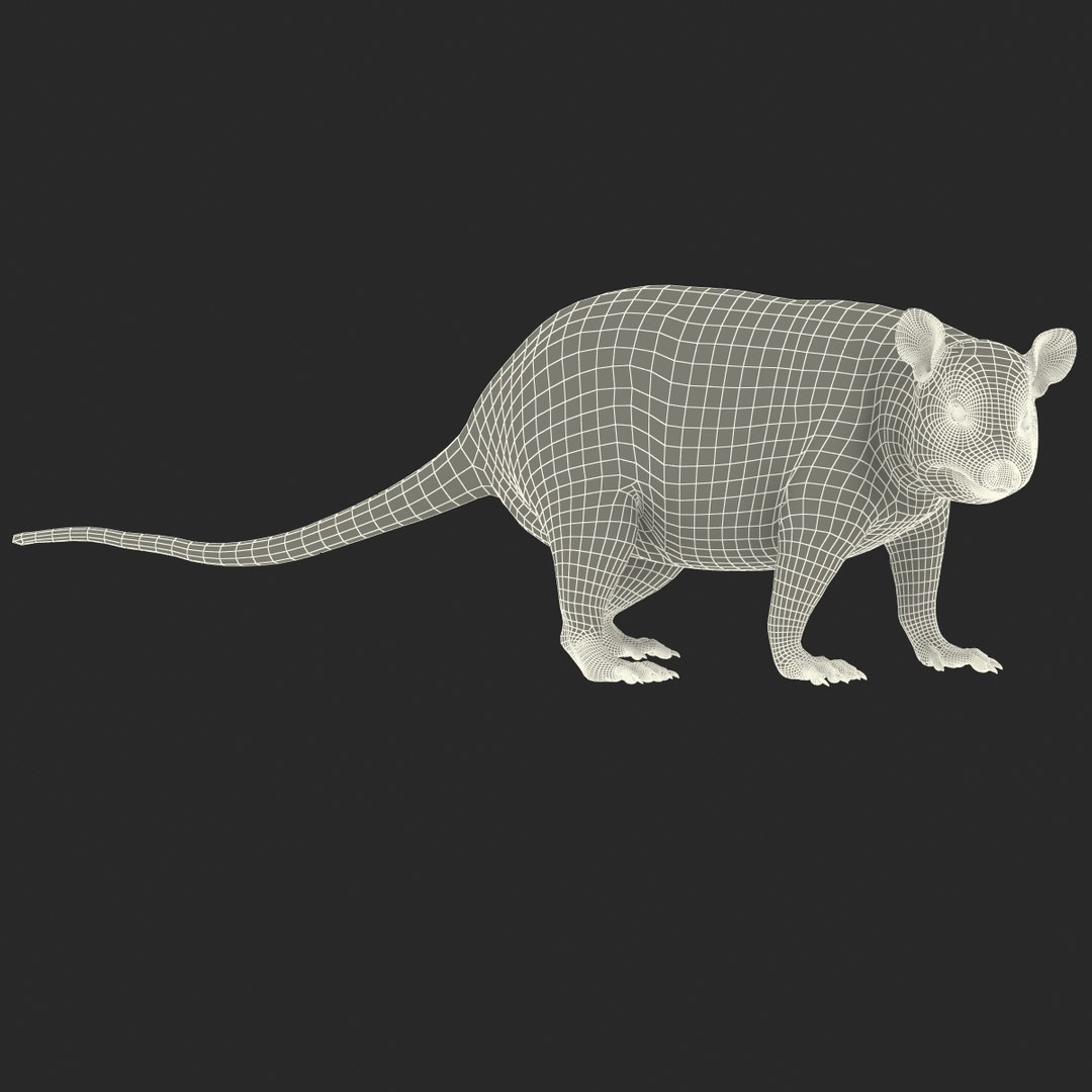 Possum Pose 3d Model