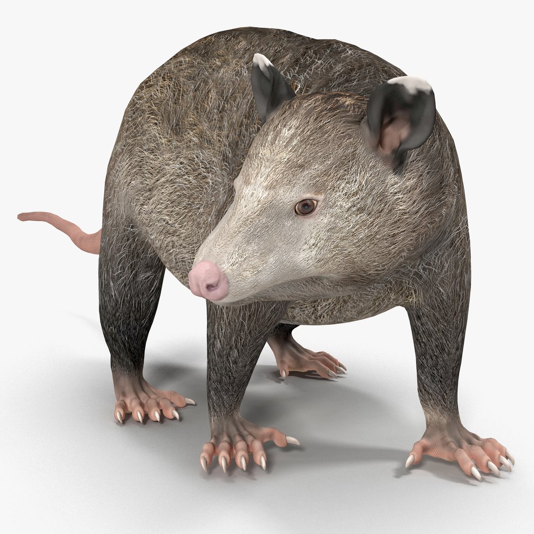 Possum Pose 3d Model