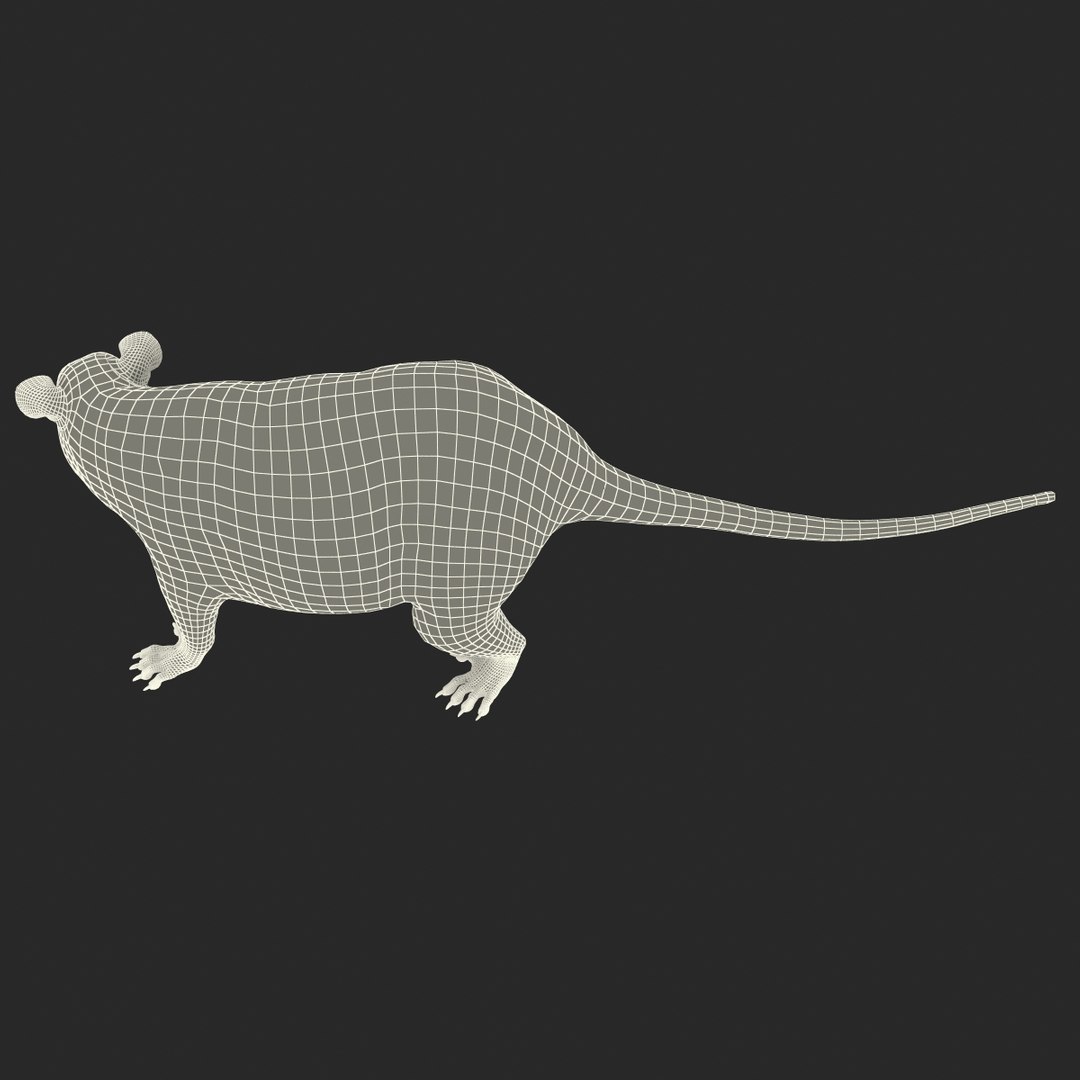 Possum Pose 3d Model