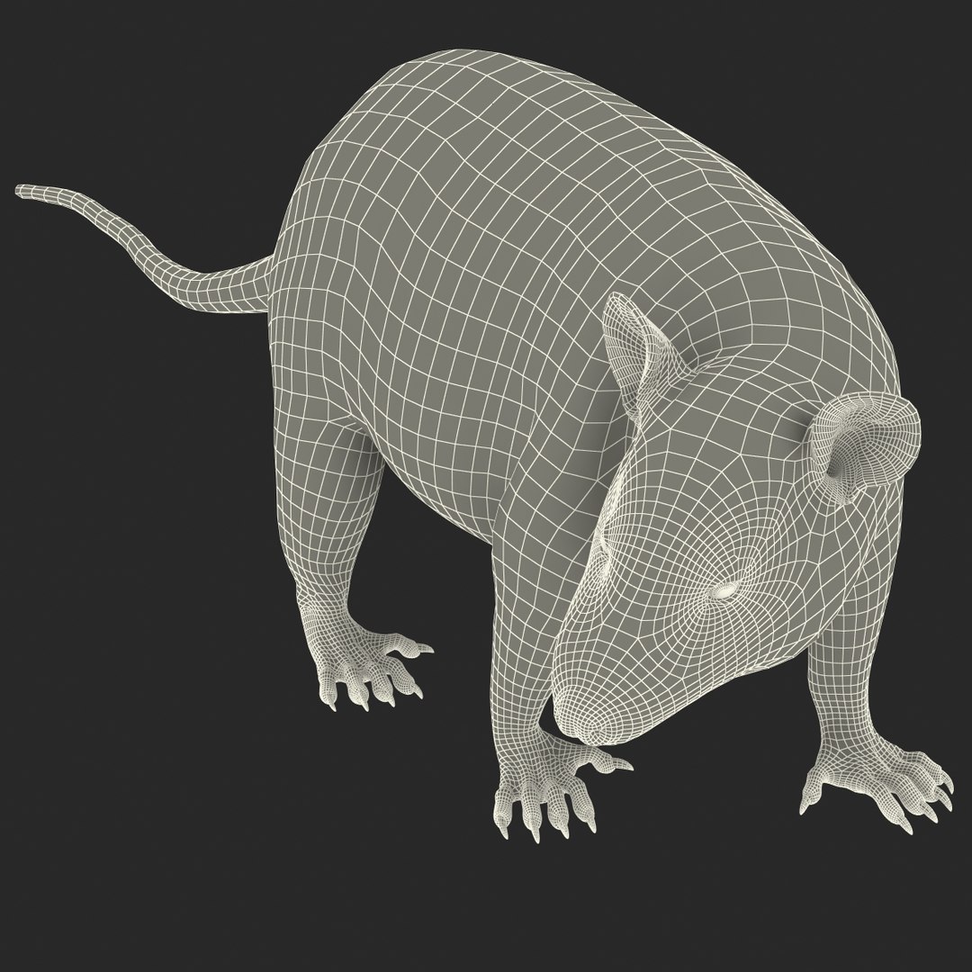 Possum Pose 3d Model