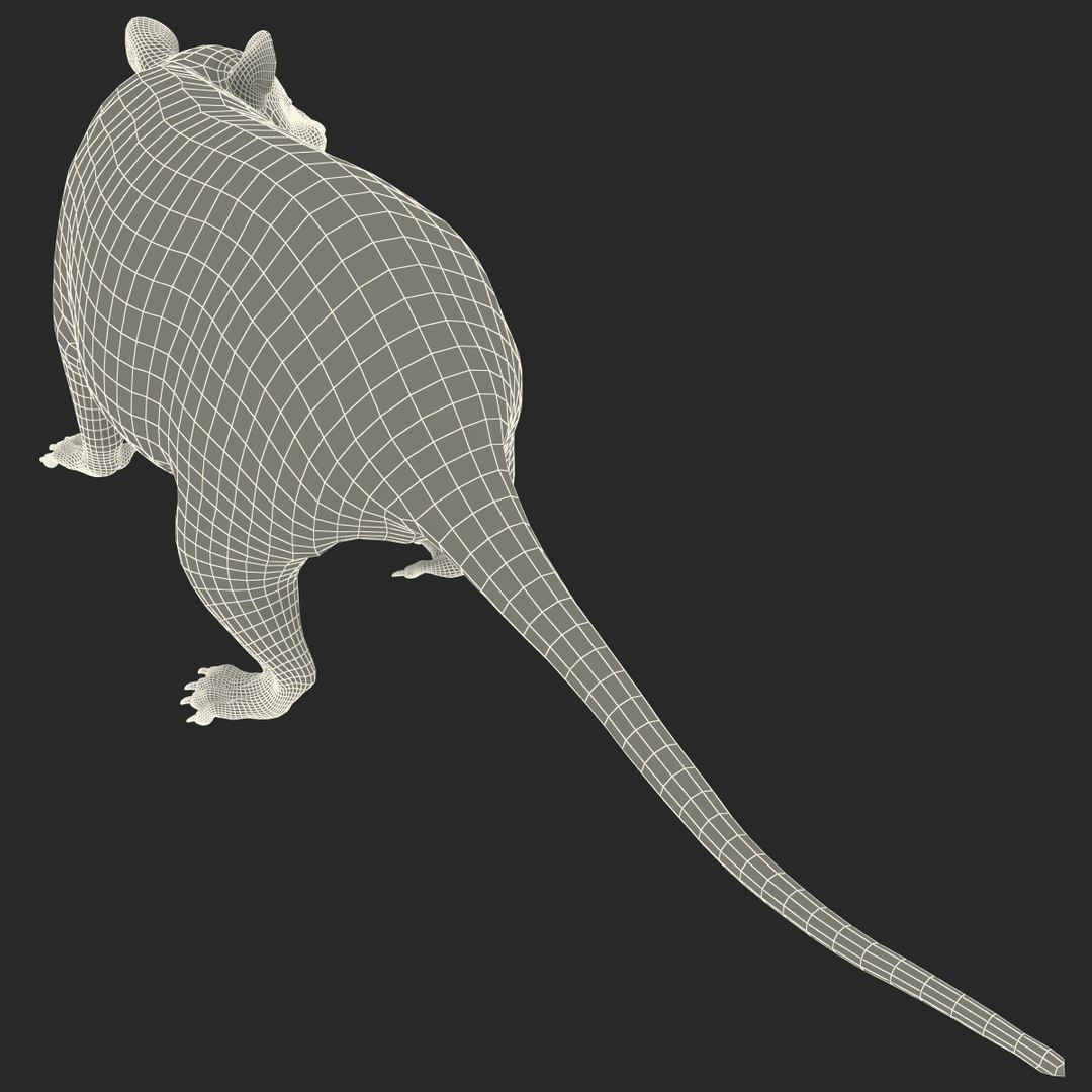 Possum Pose 3d Model
