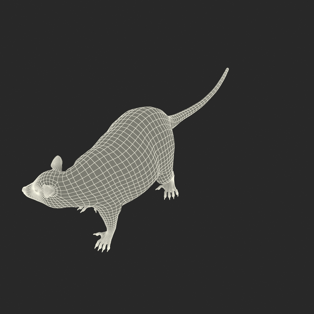 Possum Pose 3d Model